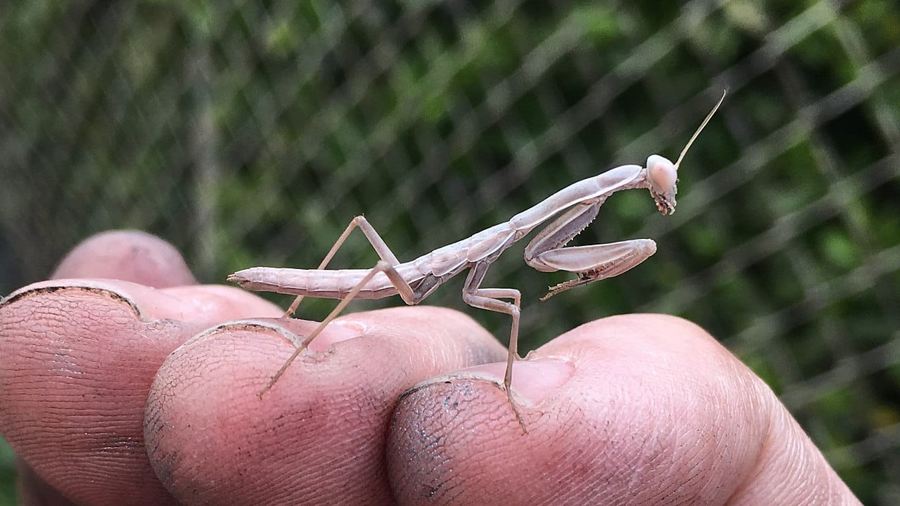 25 Types of Praying Mantis Species (Pictures and Identification)