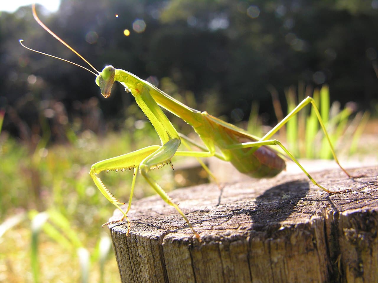 25 Types of Praying Mantis Species (Pictures and Identification)