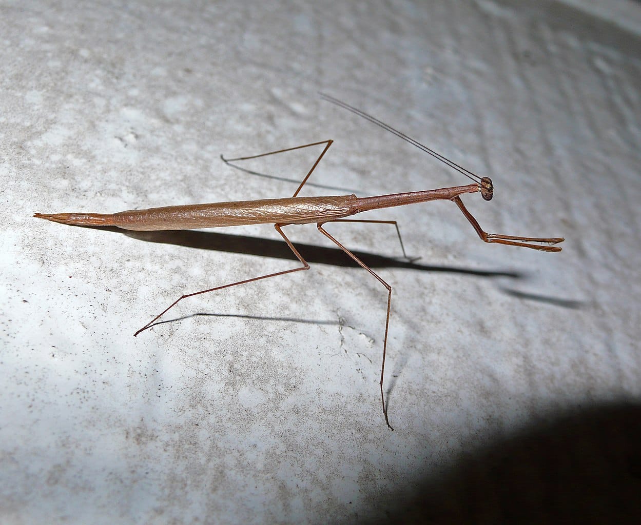 25 Types of Praying Mantis Species (Pictures and Identification)