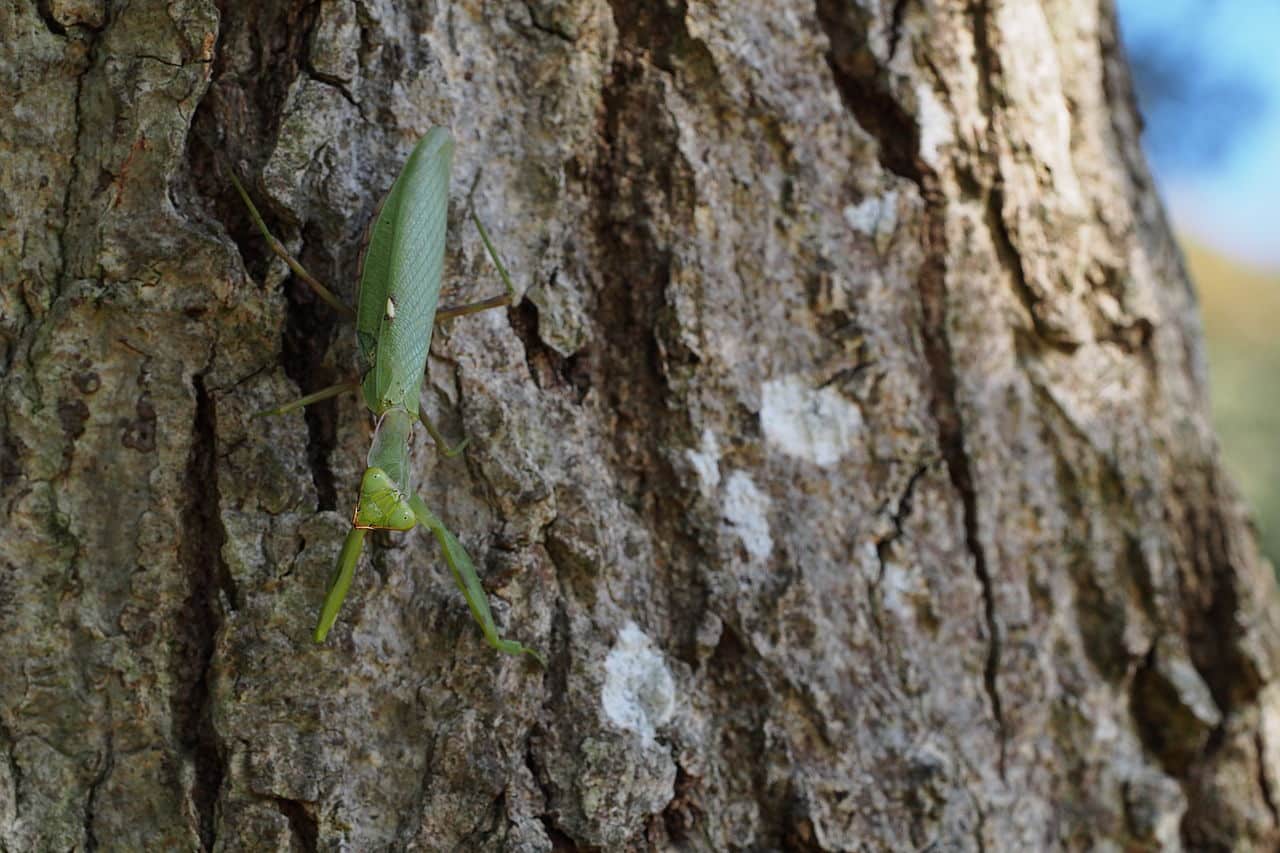 25 Types of Praying Mantis Species (Pictures and Identification)