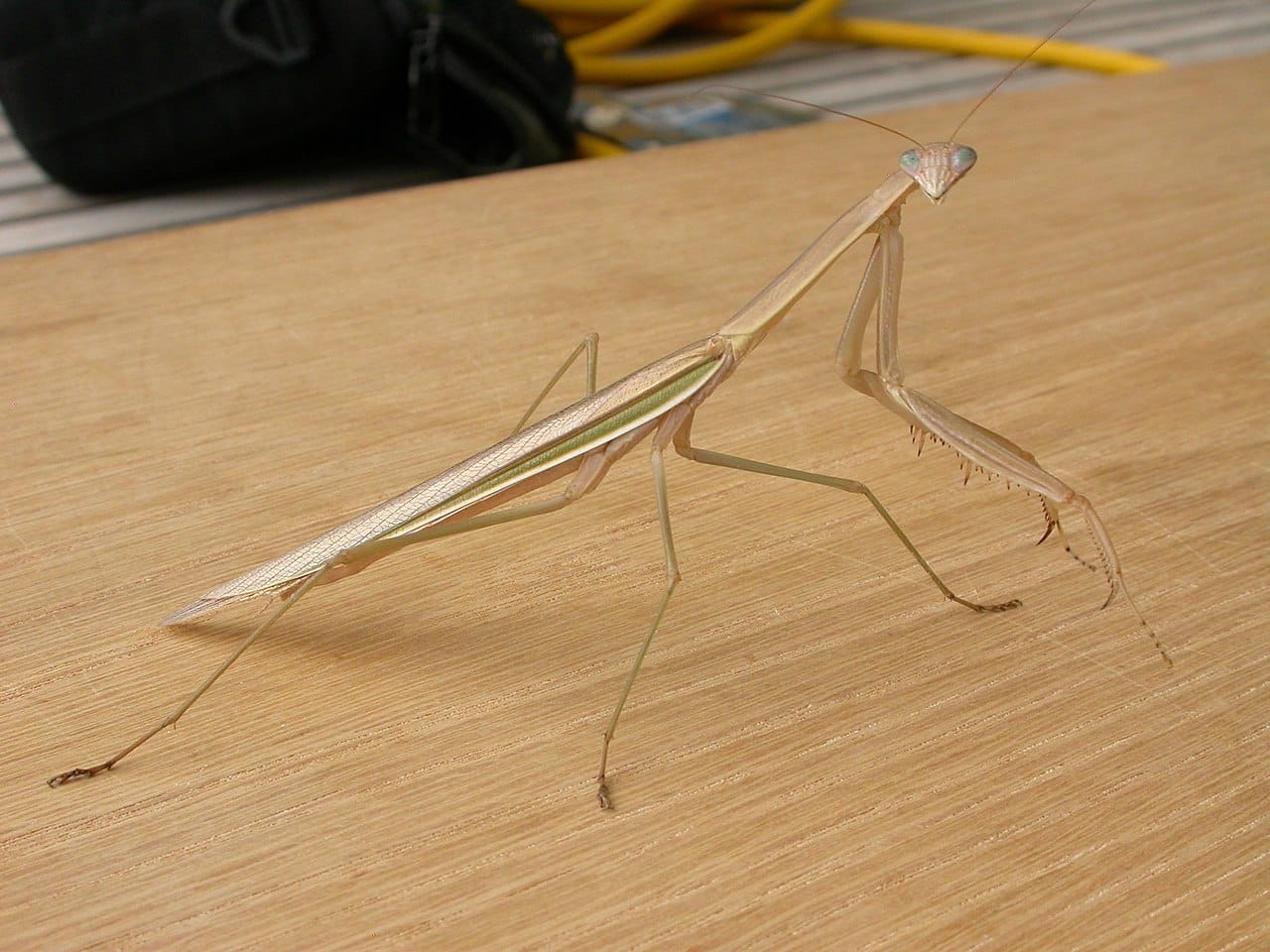 25 Types of Praying Mantis Species (Pictures and Identification)