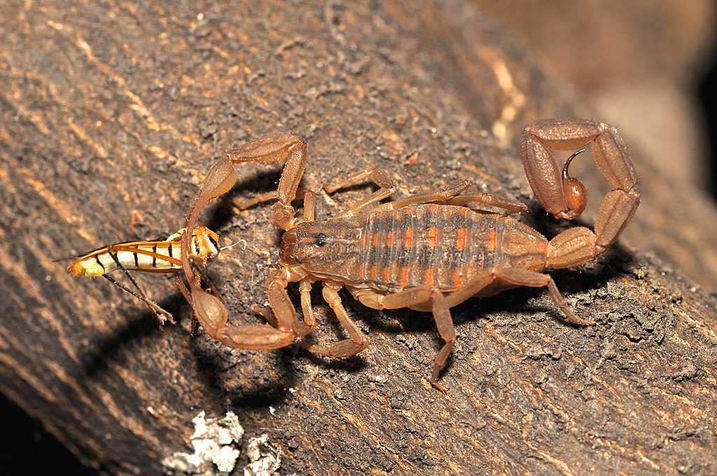 27 Types of Scorpions (Pictures and Identification)