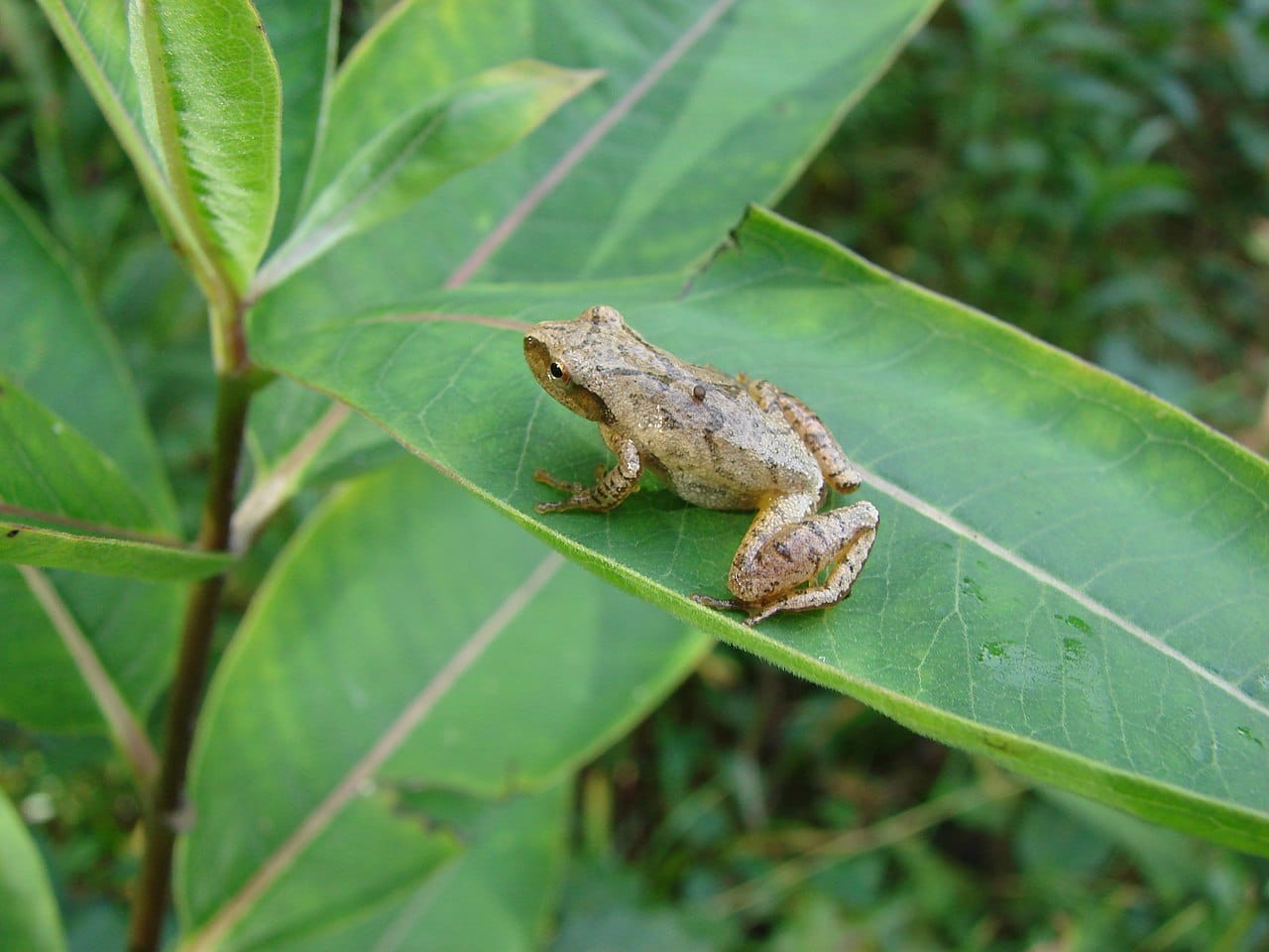 What Tree Frogs In Michigan? 6 Species With Sound And Photos