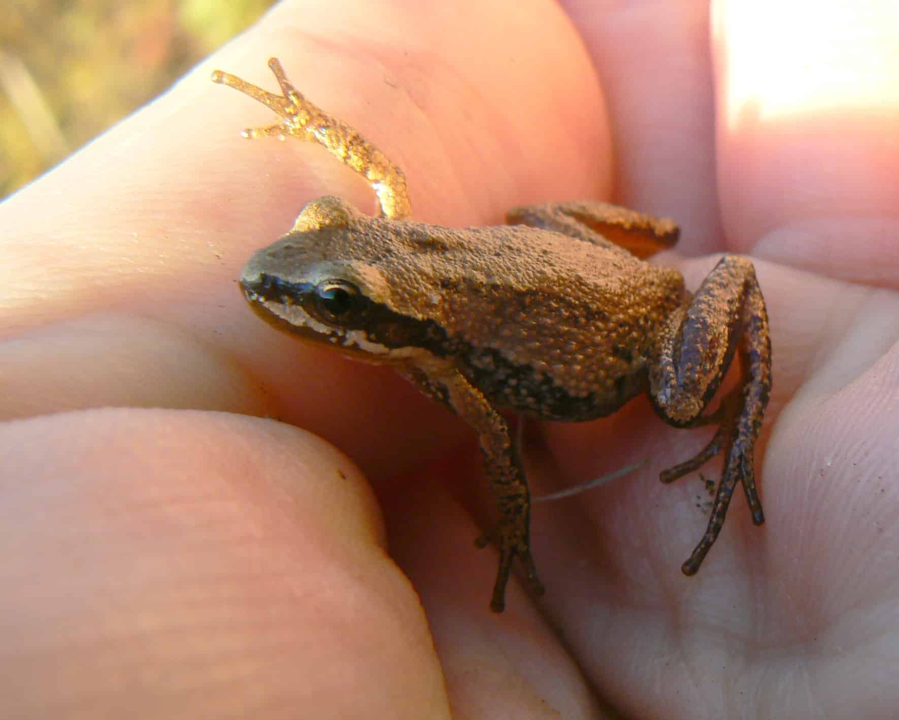 What Tree Frogs In Michigan? 6 Species With Sound And Photos