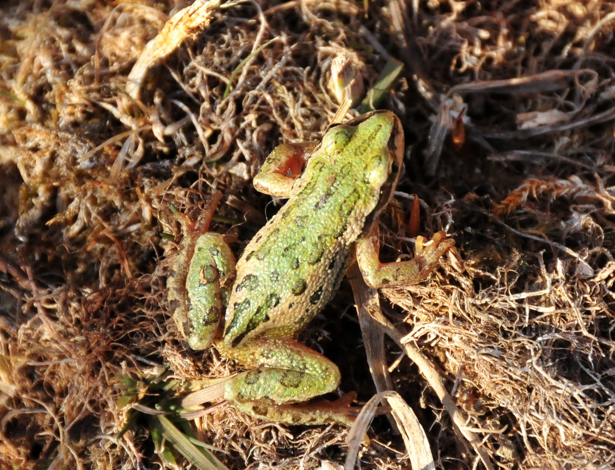 What Tree Frogs In Michigan? 6 Species With Sound And Photos