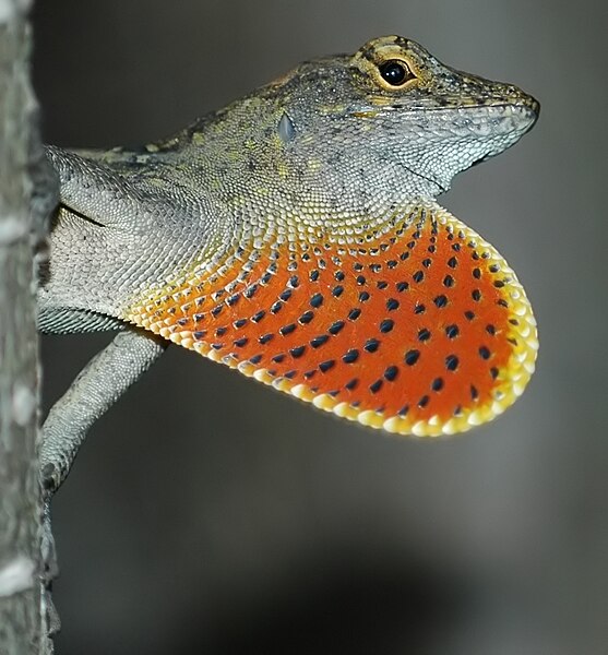 8 Popular Pet Anole Lizards: Types You Can Keep At Home