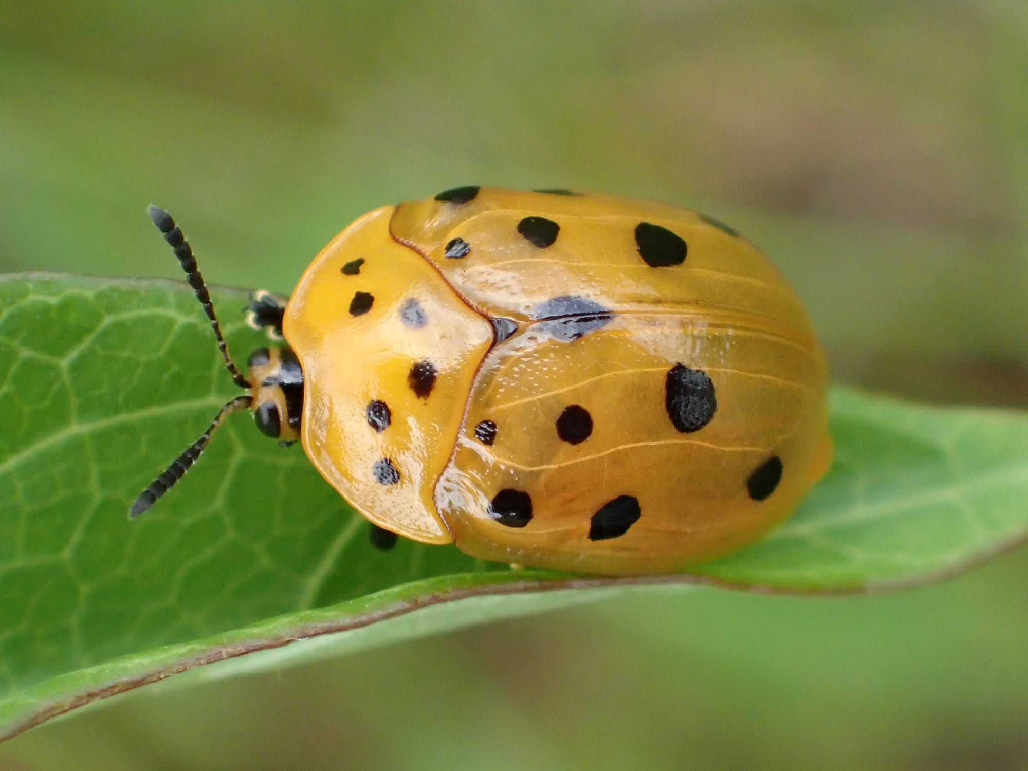 14 Bugs That Look Like Ladybugs (Some Can Bite)