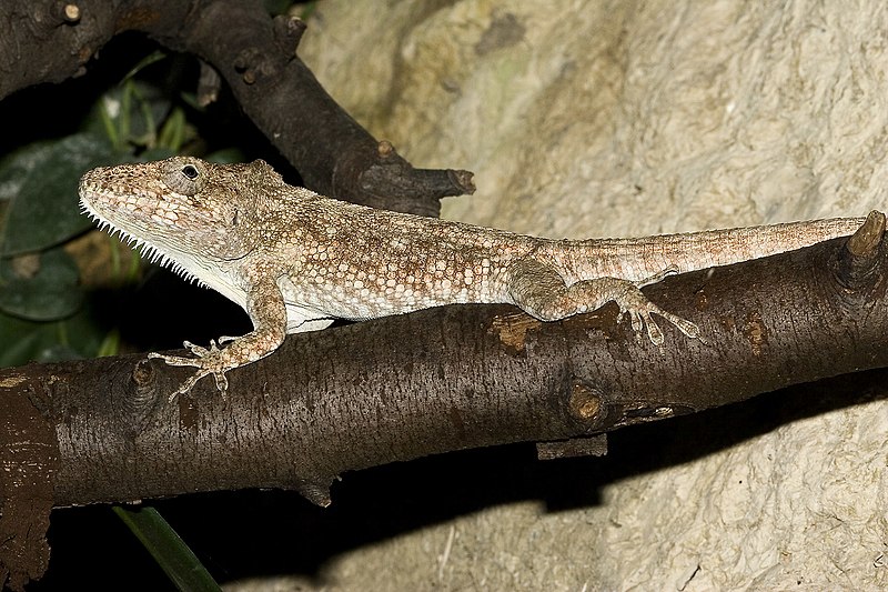 8 Popular Pet Anole Lizards: Types You Can Keep At Home
