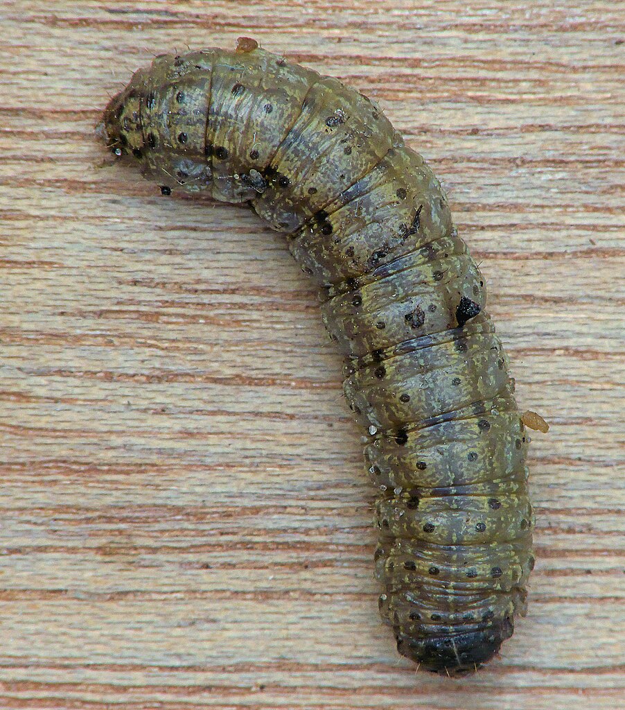 34 Brown Caterpillars of North America (Pictures And Identification)