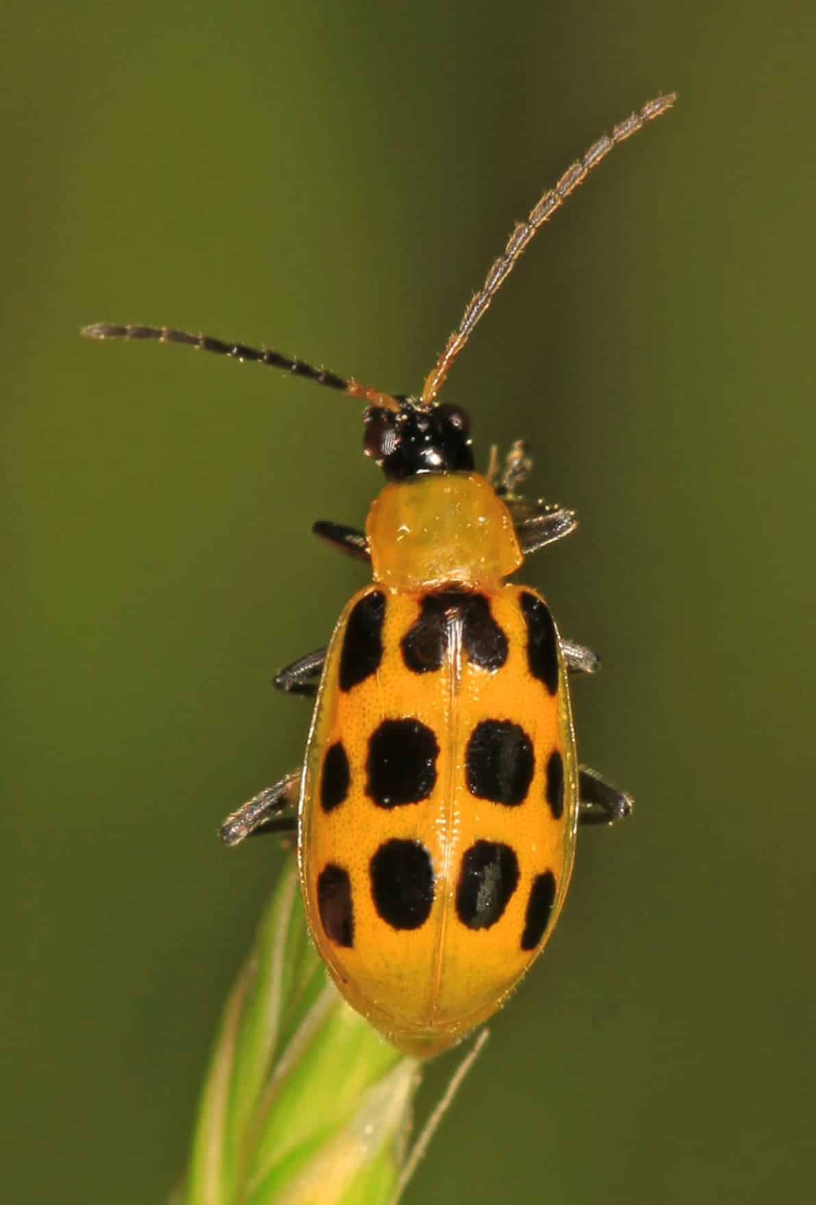 14 Bugs That Look Like Ladybugs (Some Can Bite)