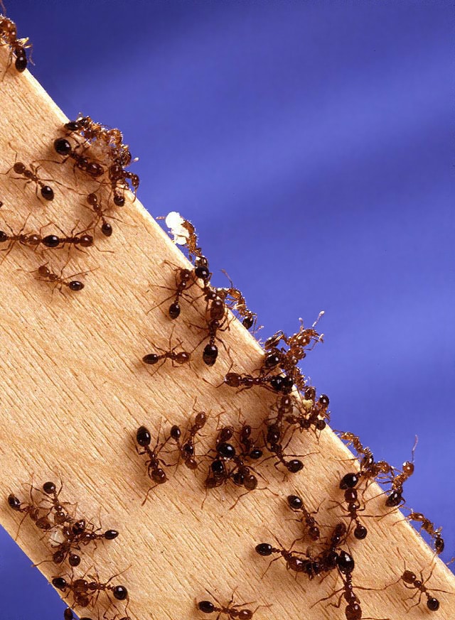 19 Winter Bugs Can Invade Your House (Some Bugs Can Bite)