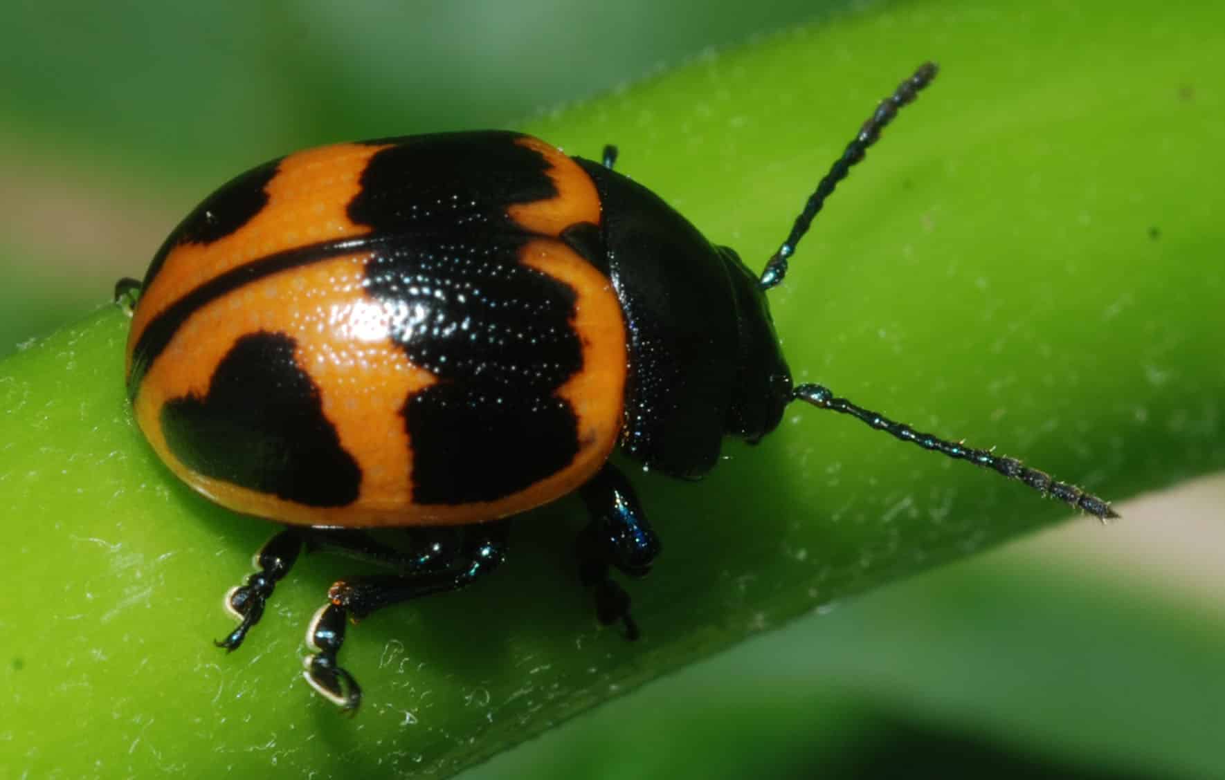 14 Bugs That Look Like Ladybugs (Some Can Bite)