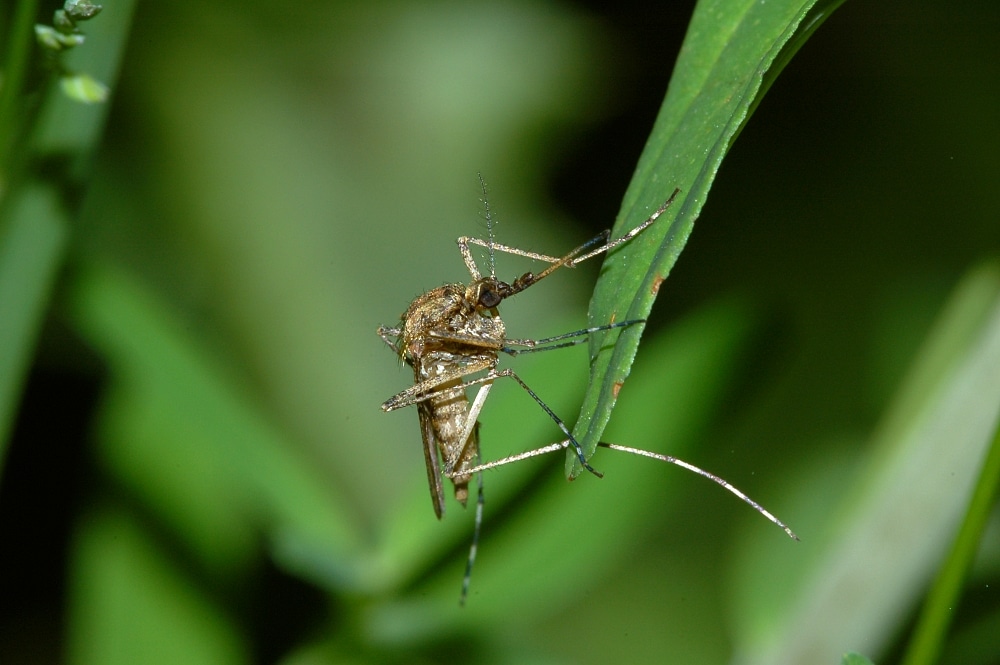 19 Winter Bugs Can Invade Your House (Some Bugs Can Bite)