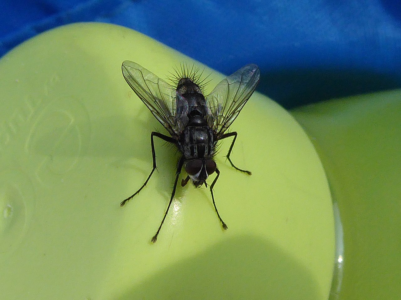 19 Winter Bugs Can Invade Your House (Some Bugs Can Bite)