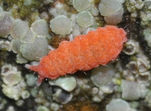 16 Tiny Orange Bugs You May Encounter (Some Can Bite)