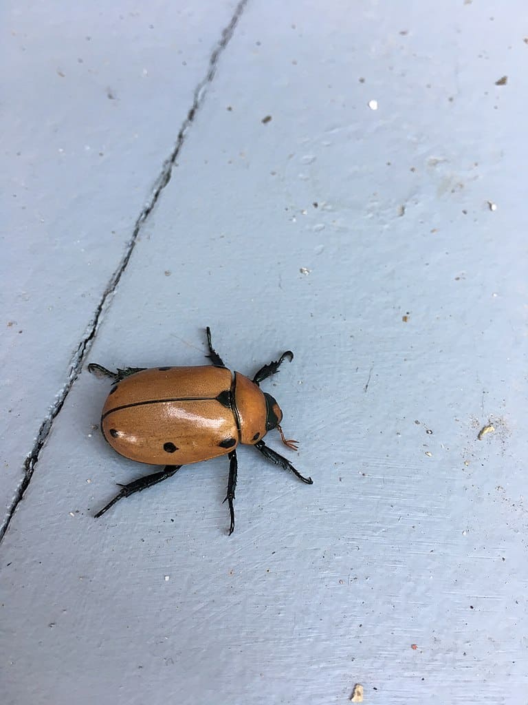 16 Tiny Orange Bugs You May Encounter (Some Can Bite)