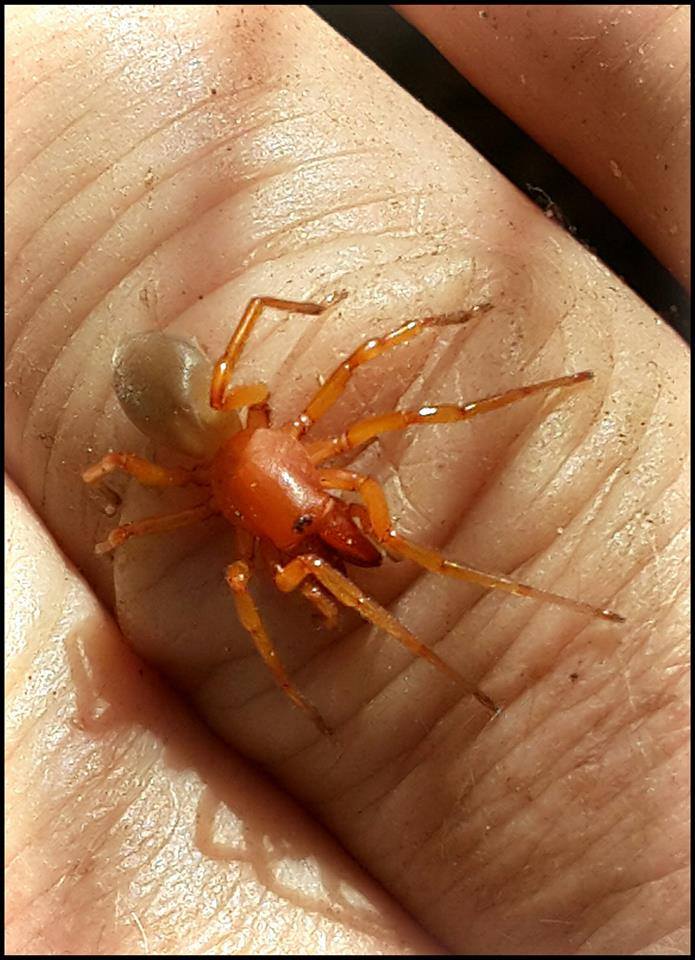 16 Tiny Orange Bugs You May Encounter (Some Can Bite)