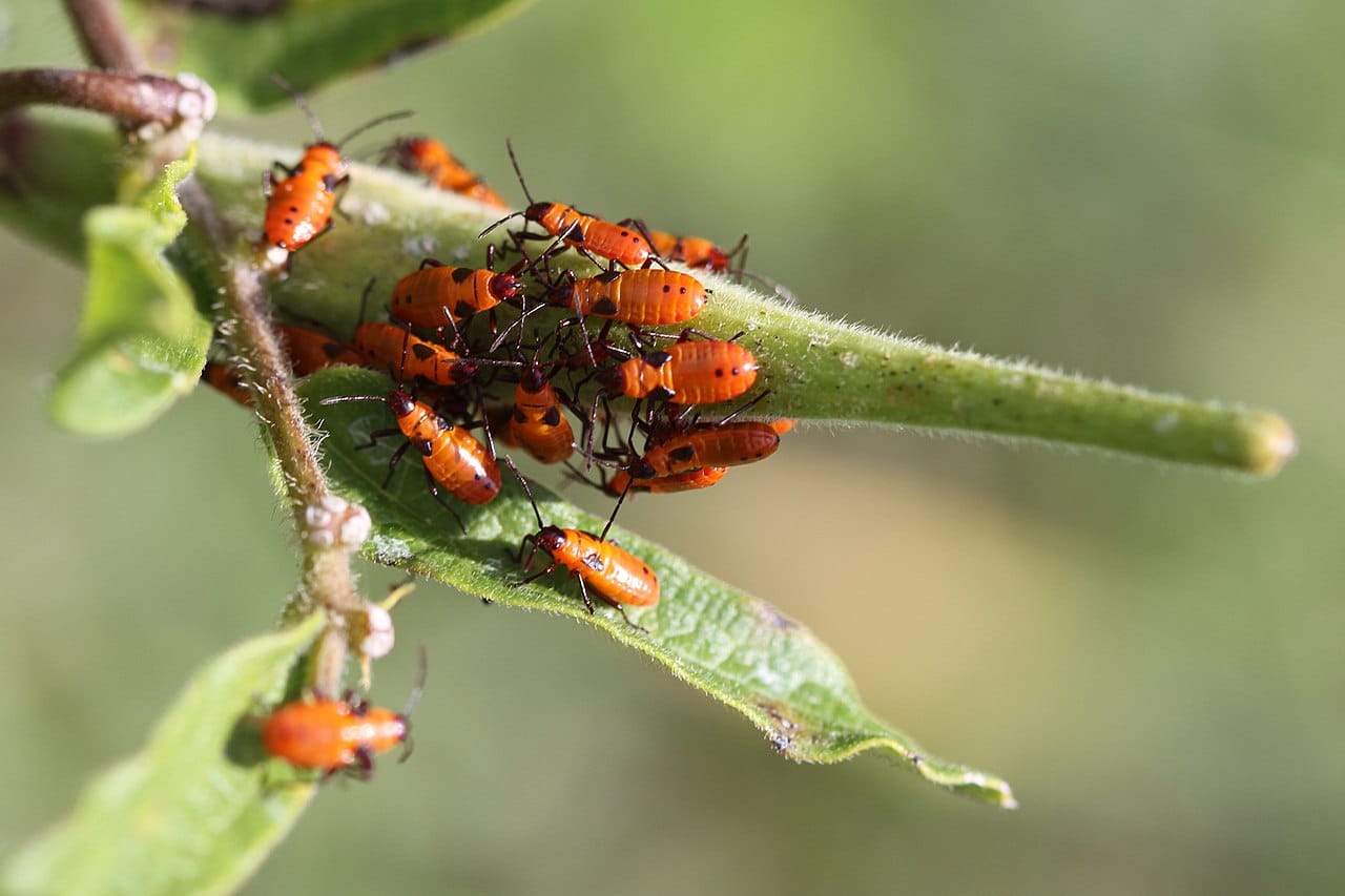 16 Tiny Orange Bugs You May Encounter (Some Can Bite)