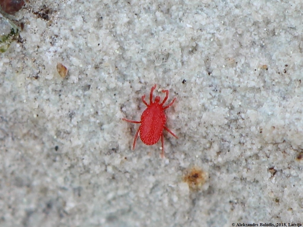 16 Tiny Orange Bugs You May Encounter (Some Can Bite) 16 Tiny Orange Bugs You May Encounter (Some Can Bite)