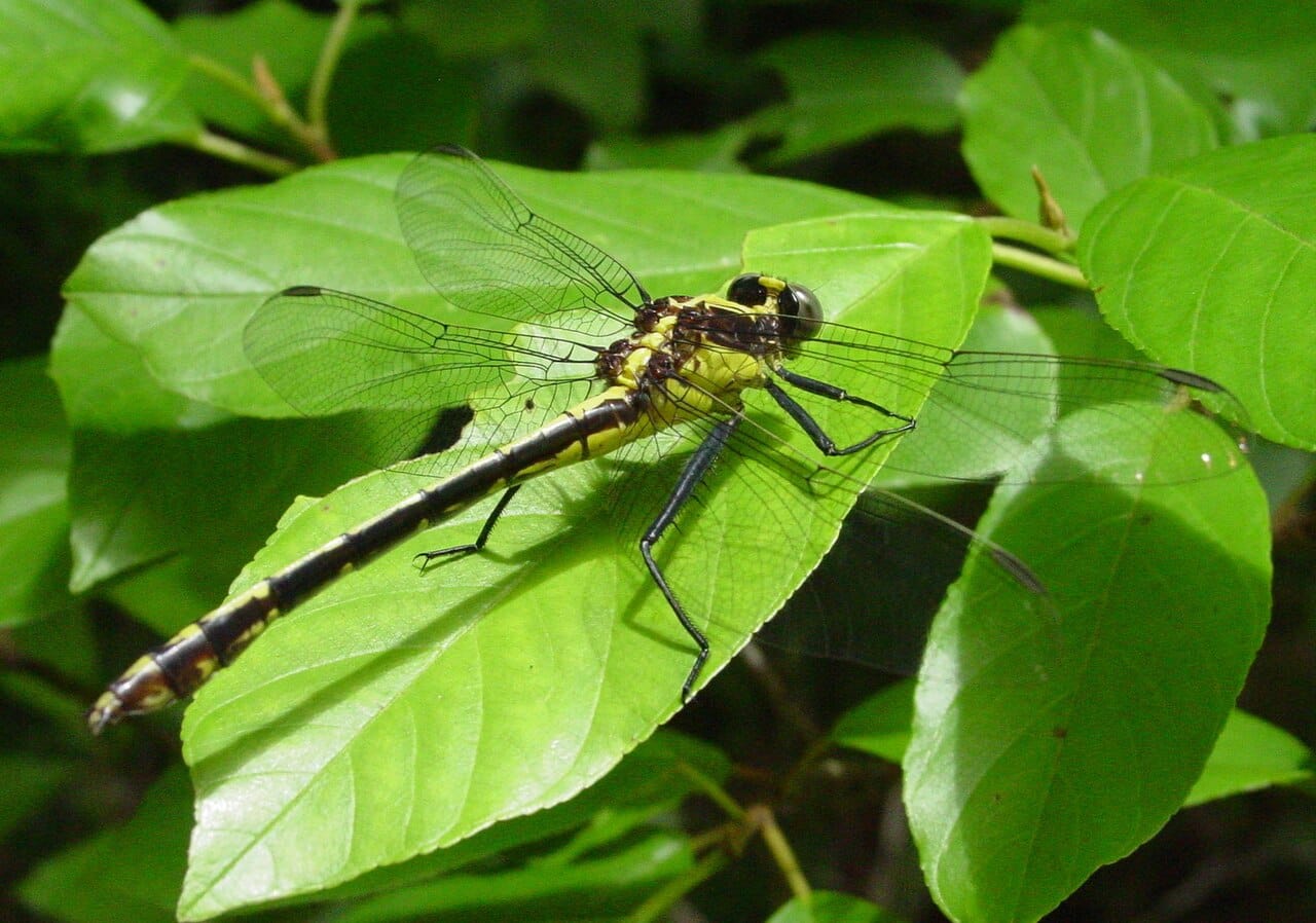 17 Types of Yellow Dragonflies (& Their Spiritual Meanings)