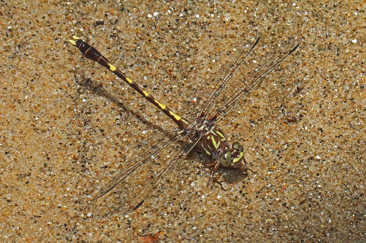 17 Types of Yellow Dragonflies (& Their Spiritual Meanings)