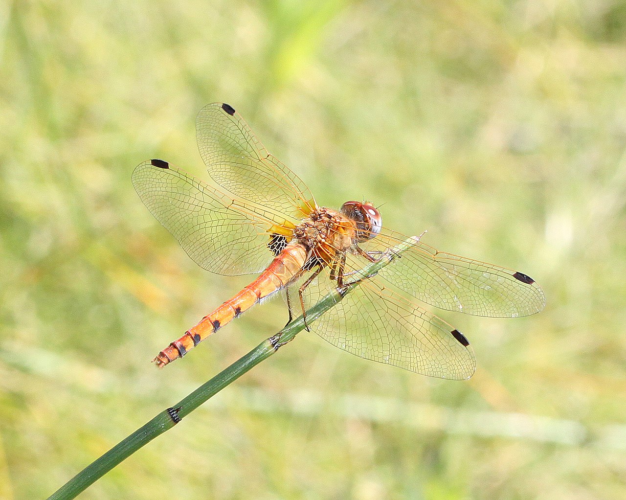 17 Types of Yellow Dragonflies (& Their Spiritual Meanings)