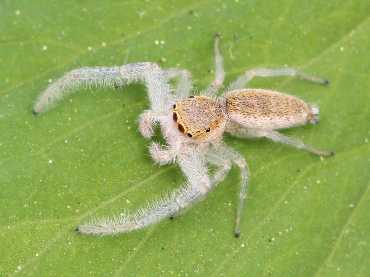17 White Spiders With Pictures (Only #4 Is Mildly Poisonous)