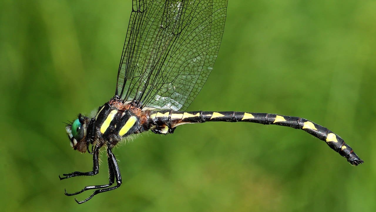 17 Types of Yellow Dragonflies (& Their Spiritual Meanings)