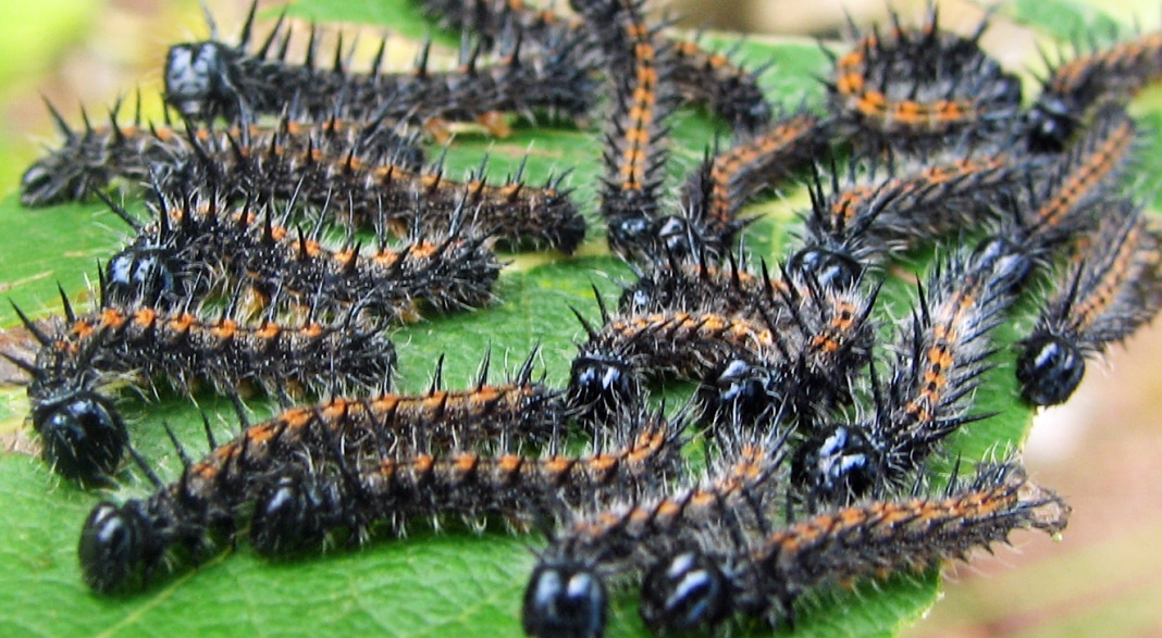 57 Types of Black Caterpillars (Pictures And Identification)