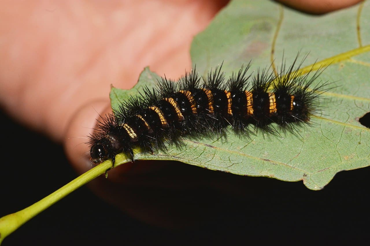 57 Types of Black Caterpillars (Pictures And Identification)