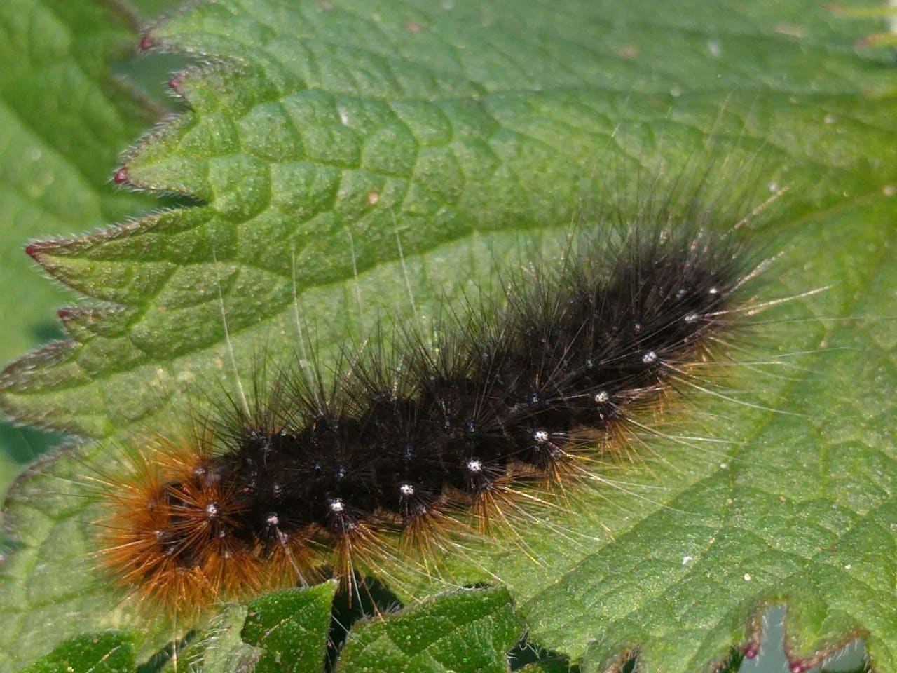 57 Types of Black Caterpillars (Pictures And Identification)