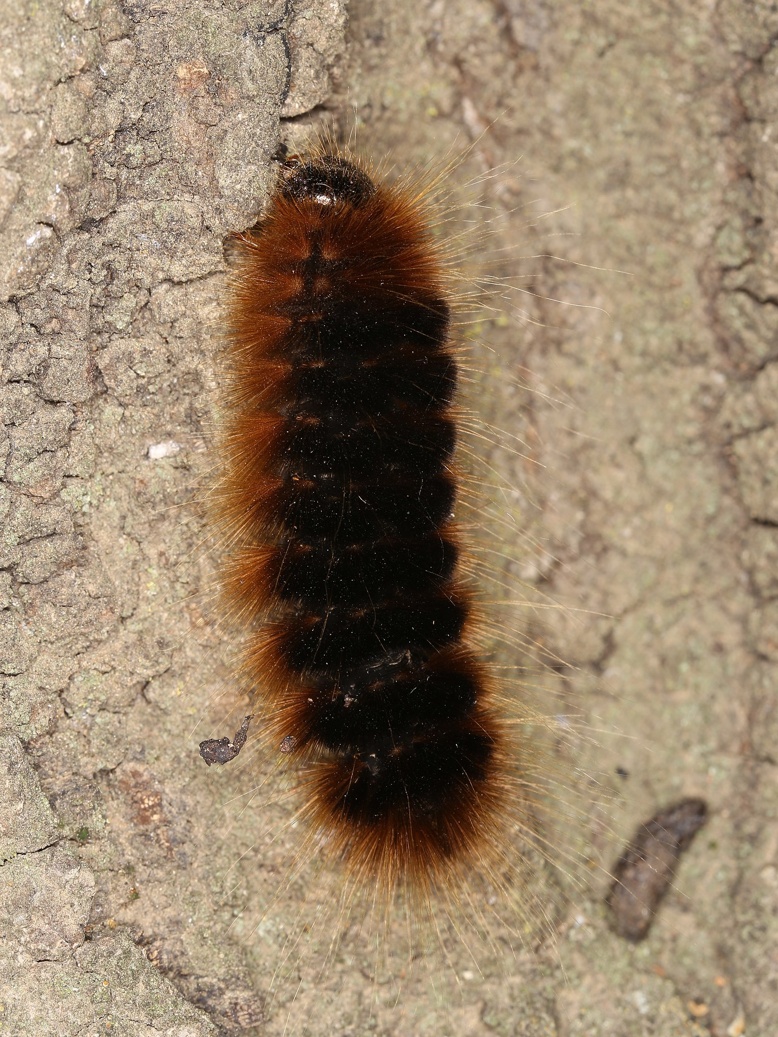 57 Types of Black Caterpillars (Pictures And Identification)