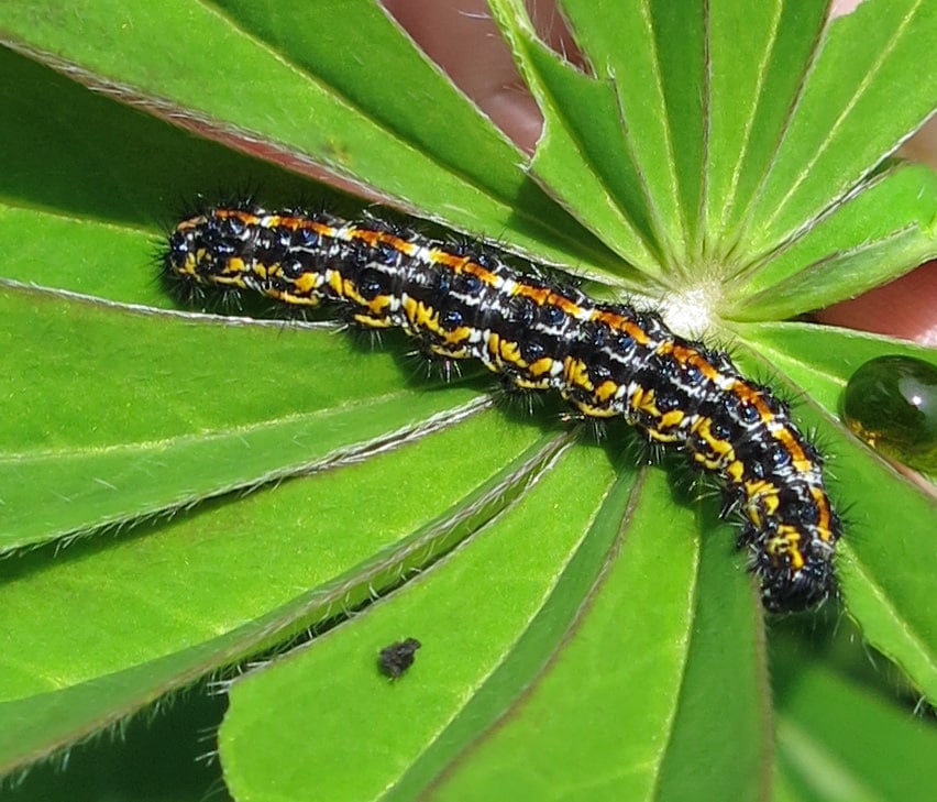 57 Types of Black Caterpillars (Pictures And Identification)