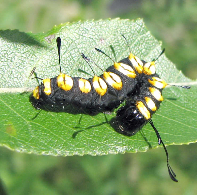 57 Types of Black Caterpillars (Pictures And Identification)