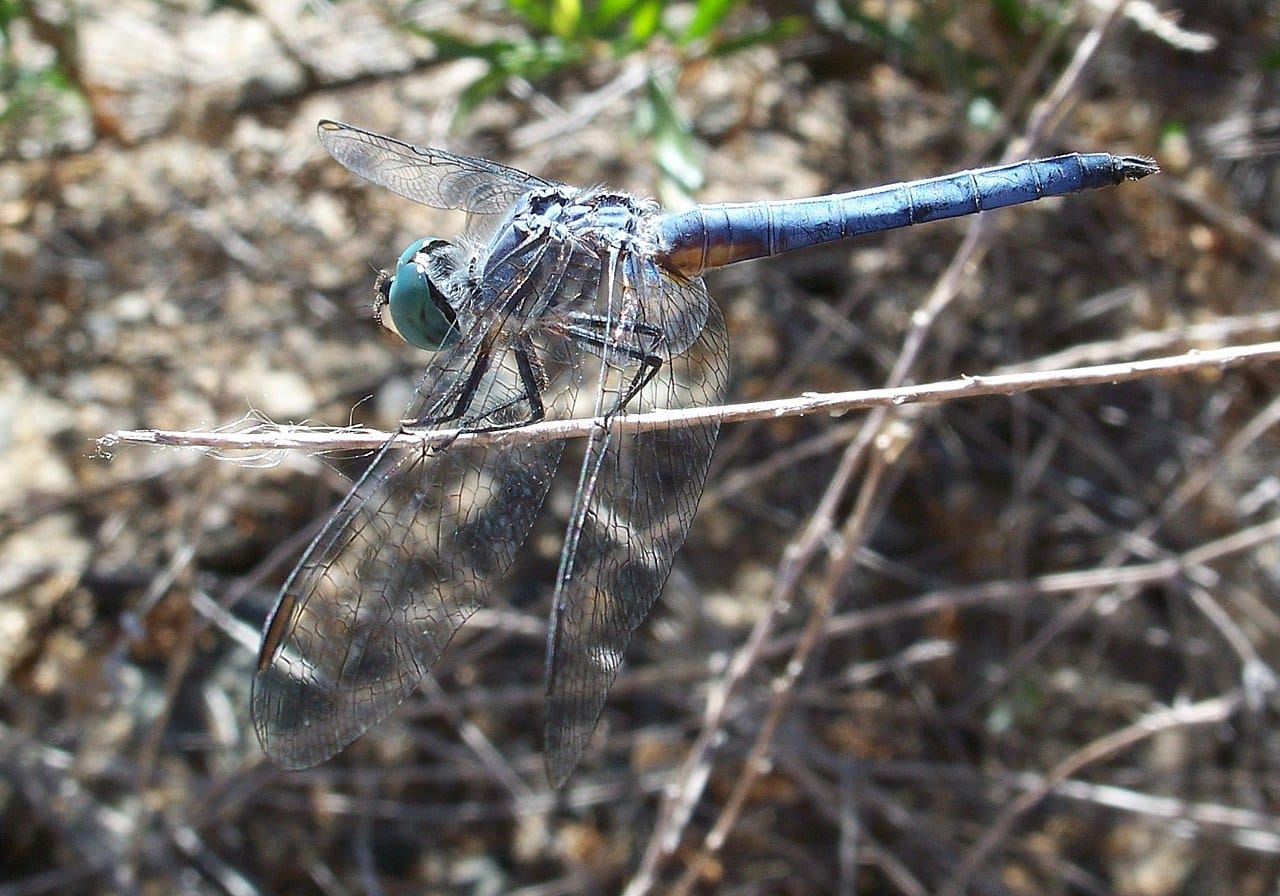 25 Types of Blue Dragonflies in North America (with Pictures)