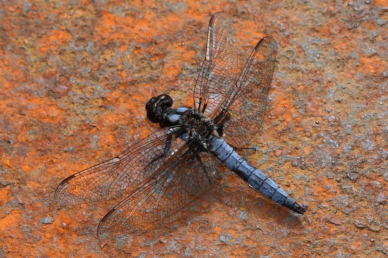 25 Types of Blue Dragonflies in North America (with Pictures)
