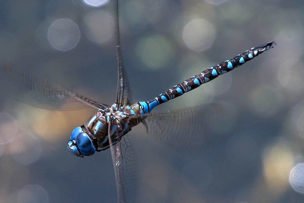25 Types of Blue Dragonflies in North America (with Pictures)