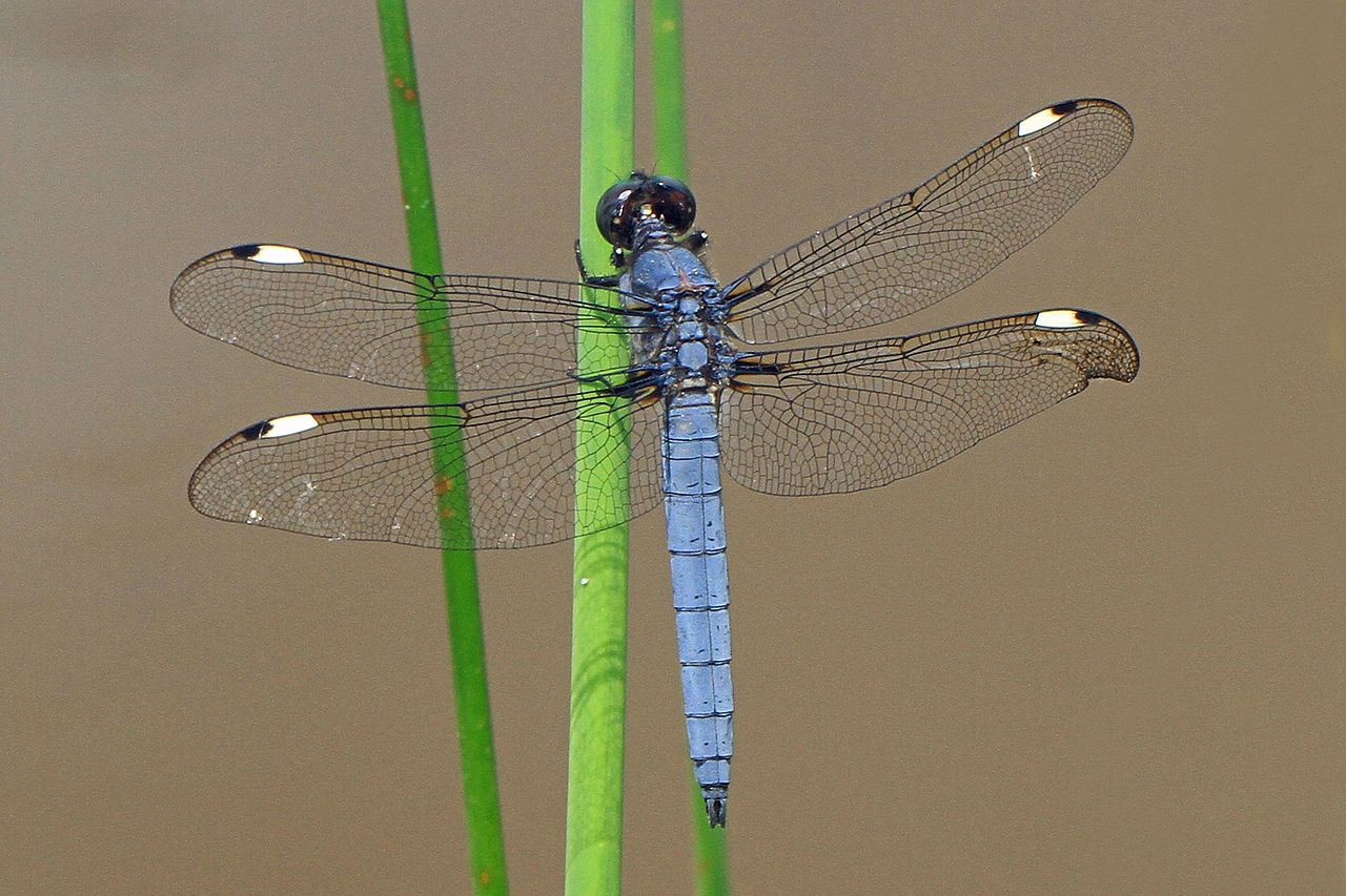 25 Types of Blue Dragonflies in North America (with Pictures)