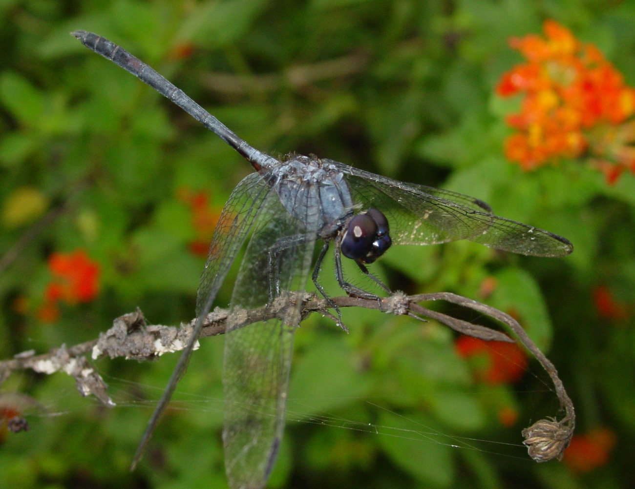 25 Types of Blue Dragonflies in North America (with Pictures)