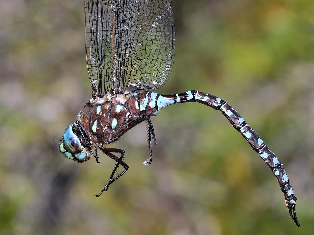 25 Types of Blue Dragonflies in North America (with Pictures)
