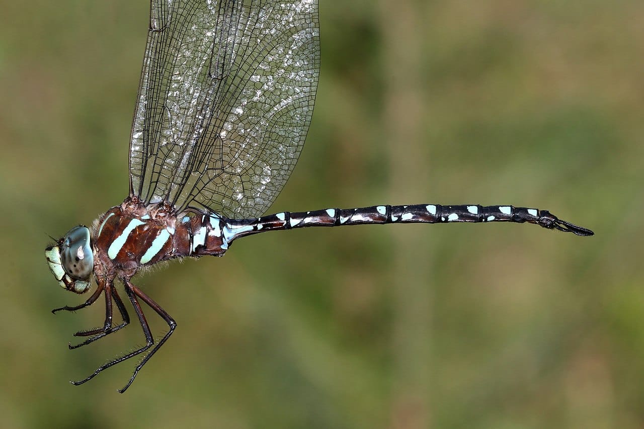 25 Types of Blue Dragonflies in North America (with Pictures)