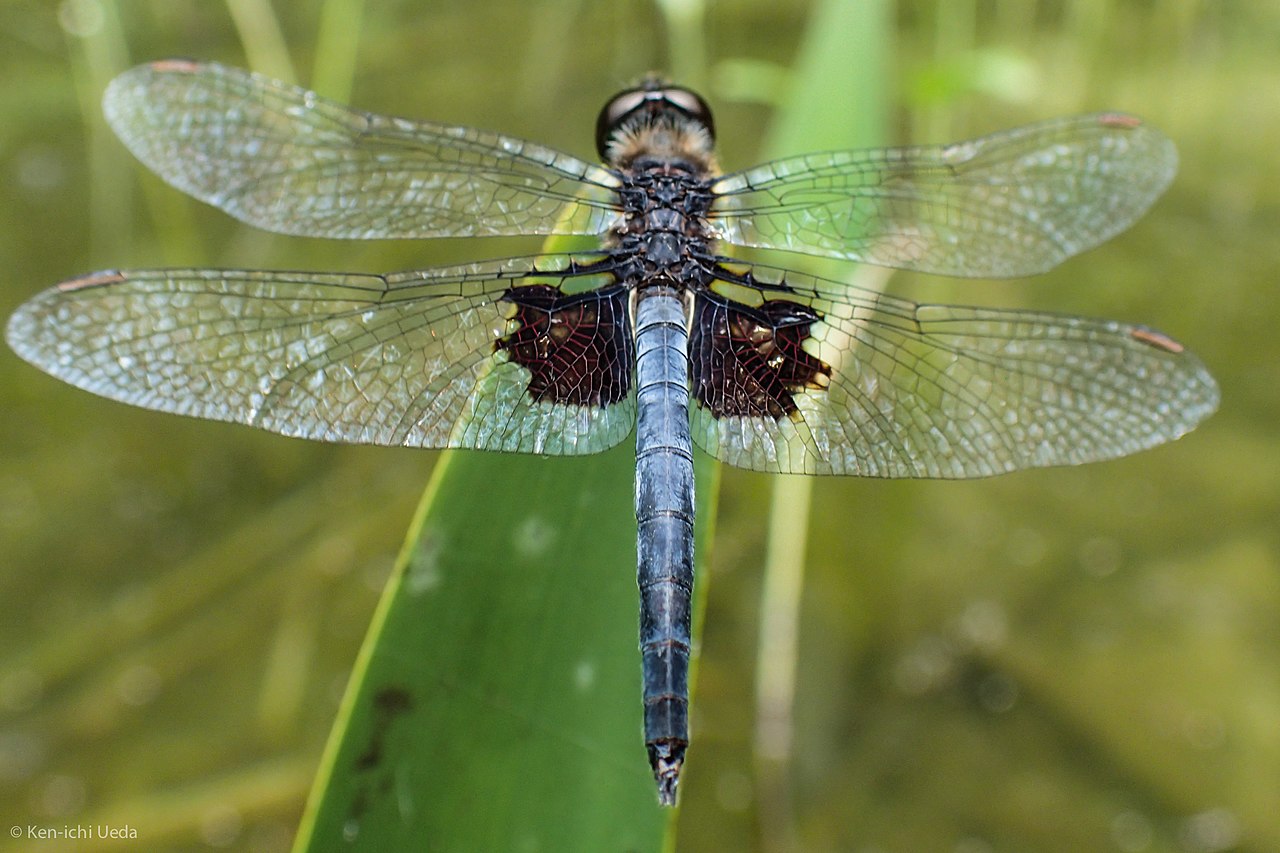 25 Types of Blue Dragonflies in North America (with Pictures)