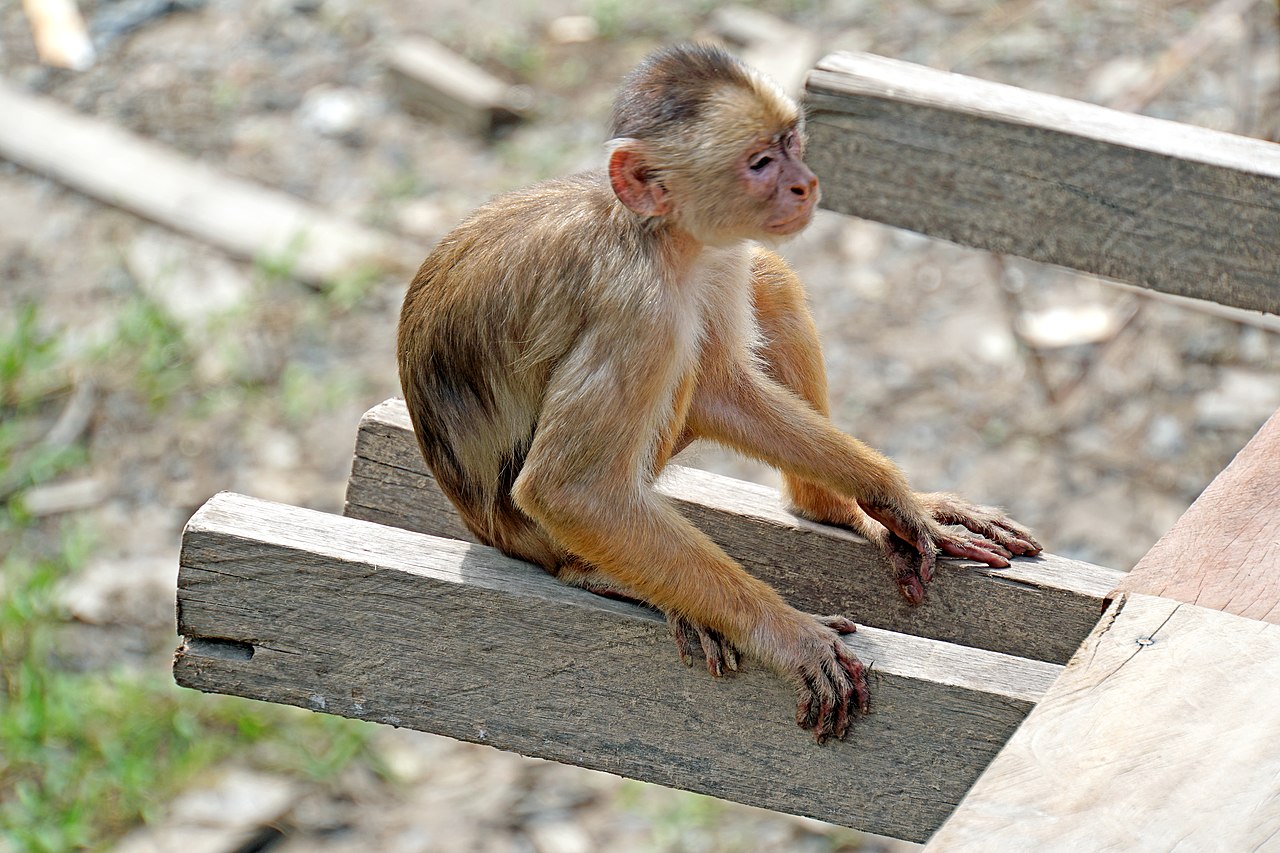 11 Monkeys With White Faces (with Pictures)