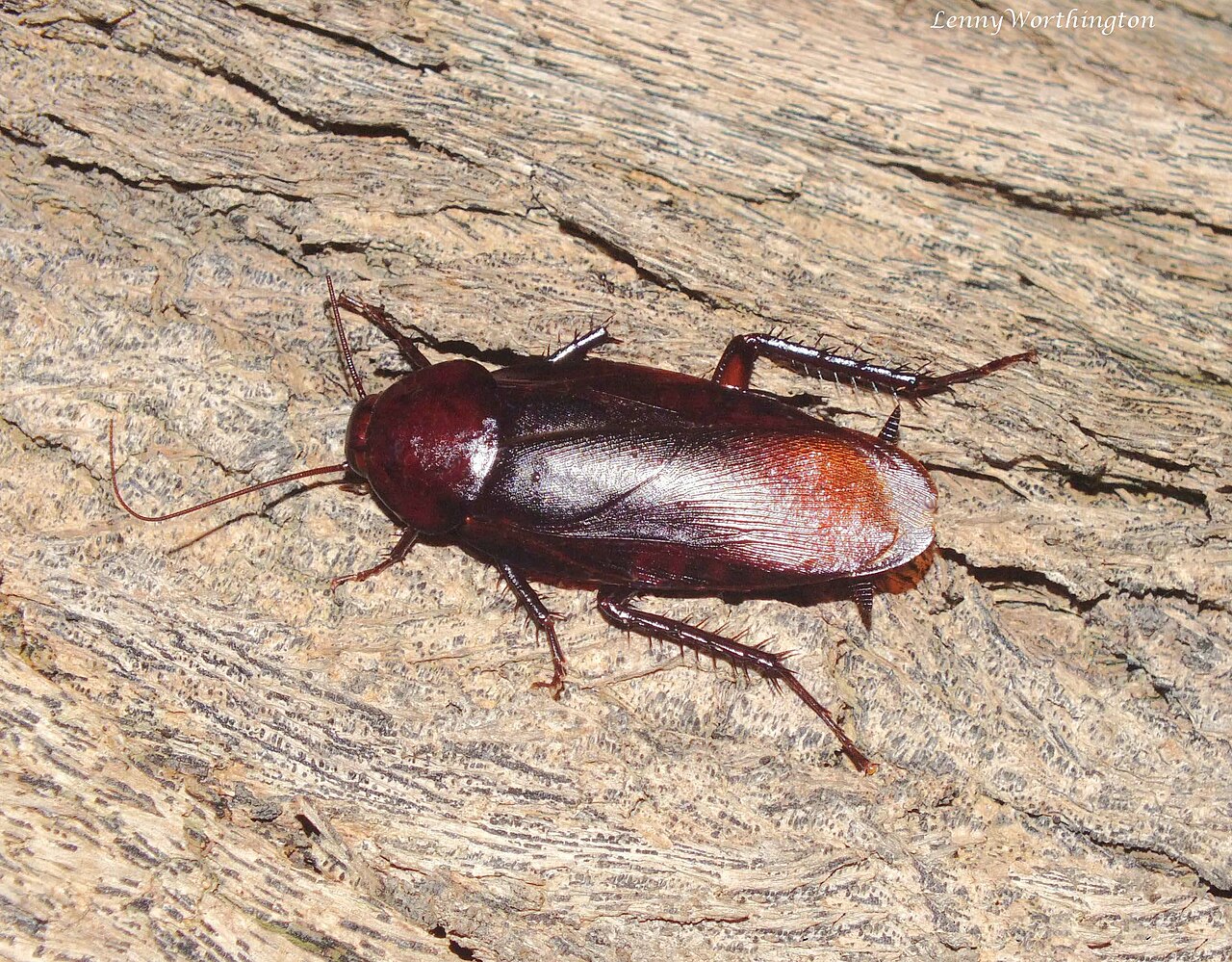 24 Types of Cockroaches (Pictures And Identification)