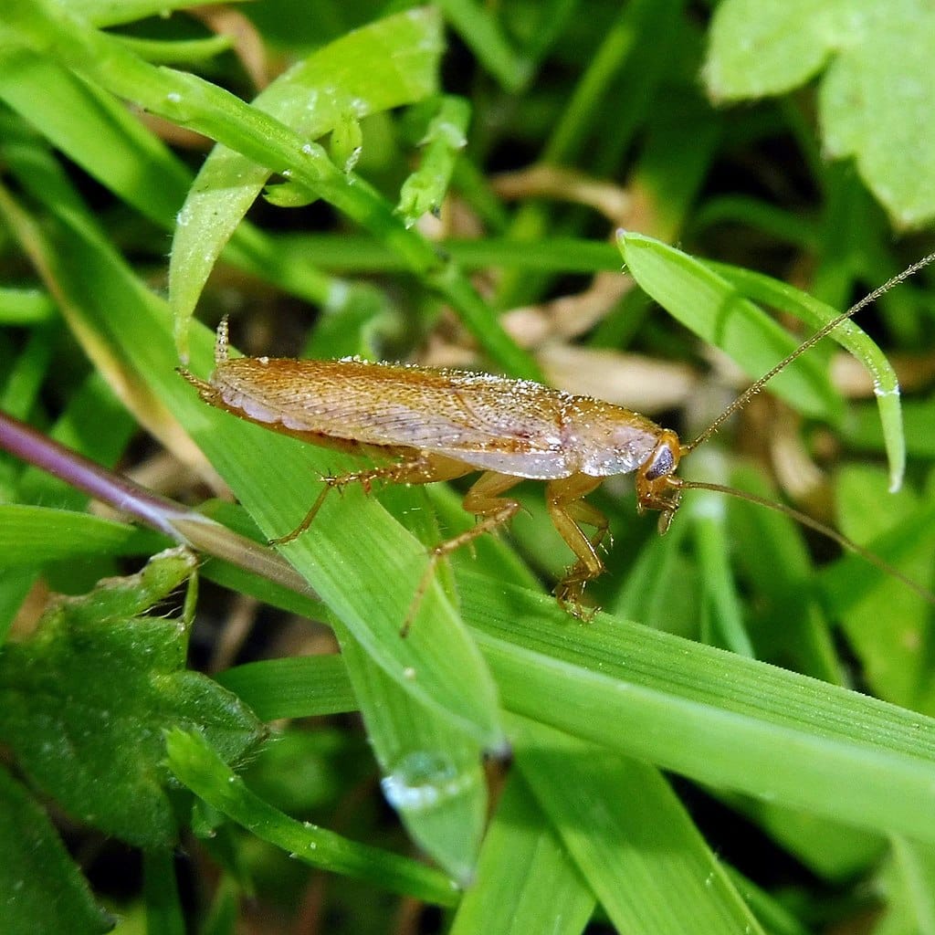 24 Types of Cockroaches (Pictures And Identification)