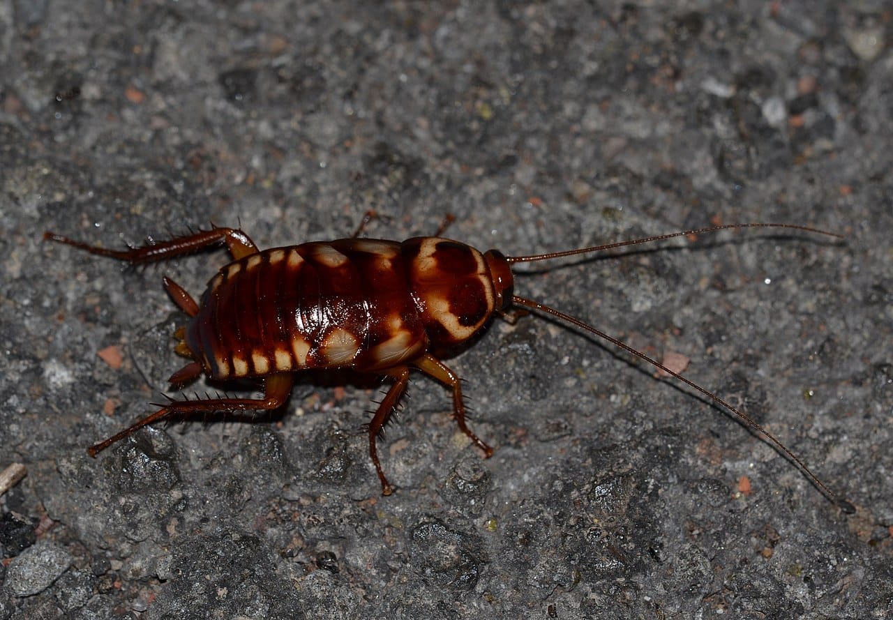 24 Types of Cockroaches (Pictures And Identification)