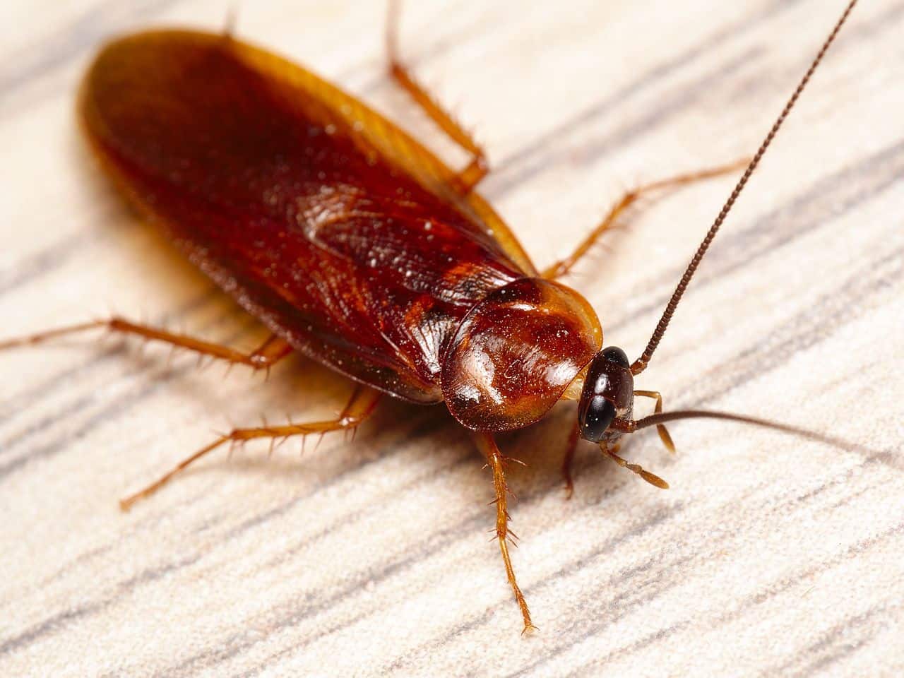 24 Types of Cockroaches (Pictures And Identification)