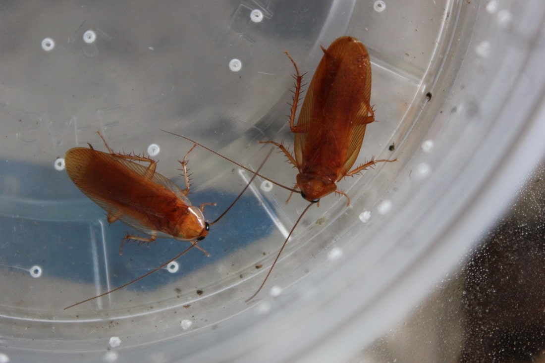 24 Types of Cockroaches (Pictures And Identification)