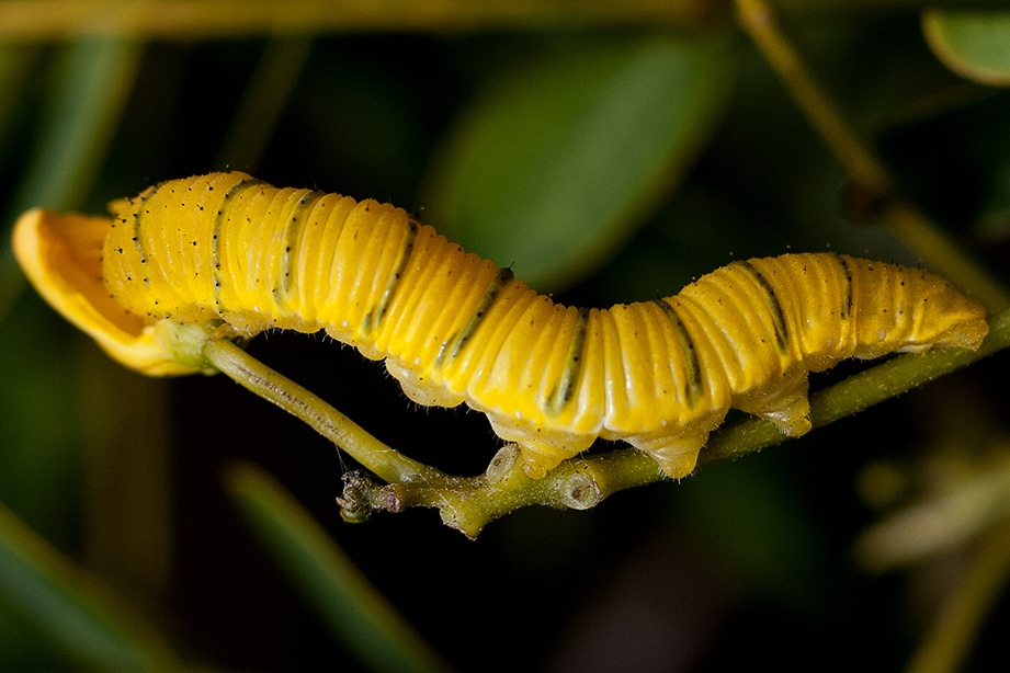 39 Common Yellow Caterpillars (Pictures And Identification)