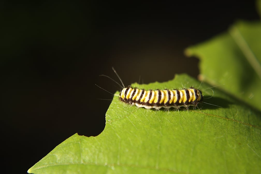 39 Common Yellow Caterpillars (Pictures And Identification)